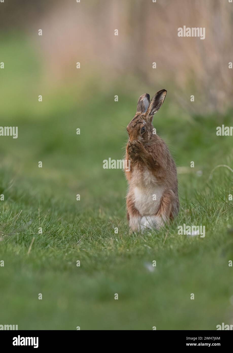 A Brown hare ( Lepus europaeus) looking like it is saying a prayer ...