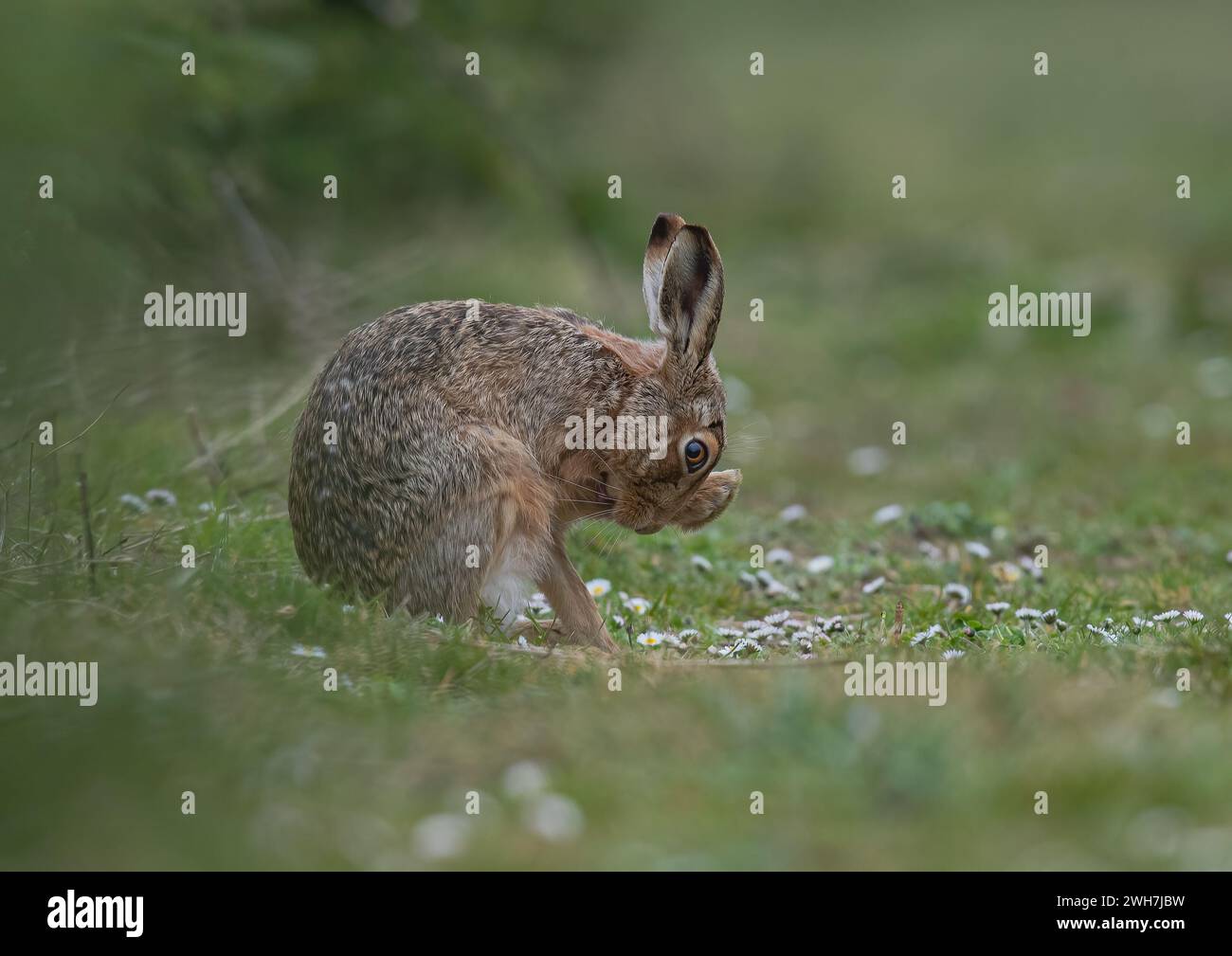 Full of washing hi-res stock photography and images - Alamy