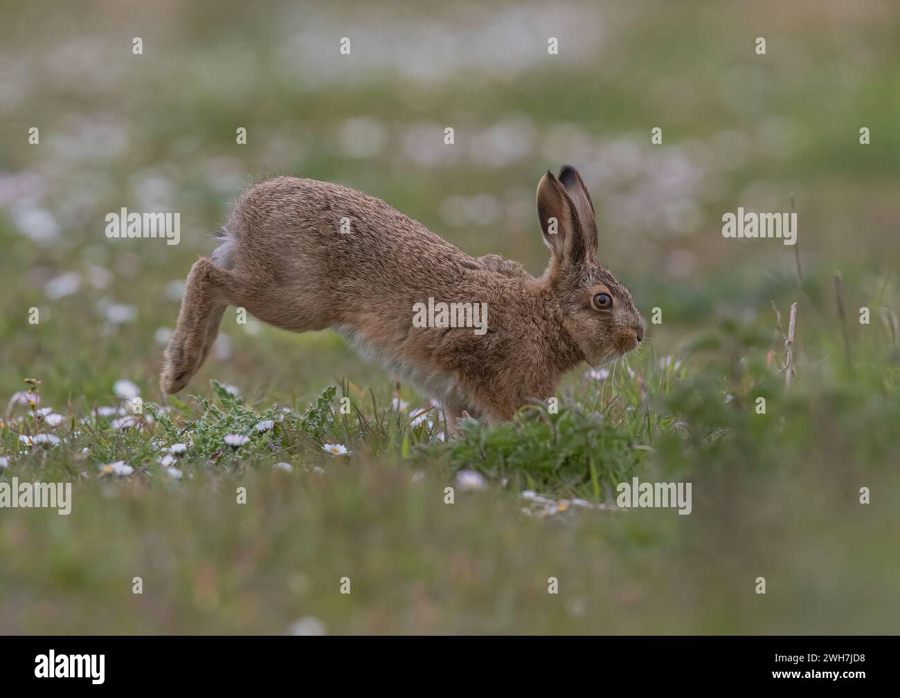 A Brown Hare Leveret in action. Gathering speed and showing his long ...