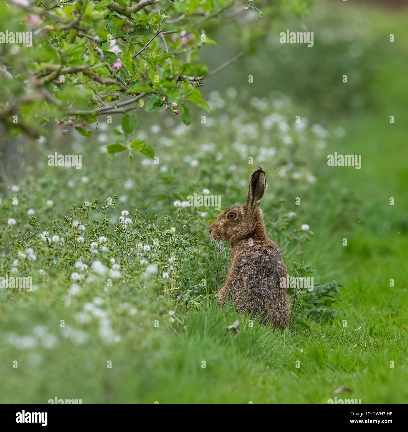 A wild Brown Hare (Lepus europaeus) sitting pretty in amongst the ...
