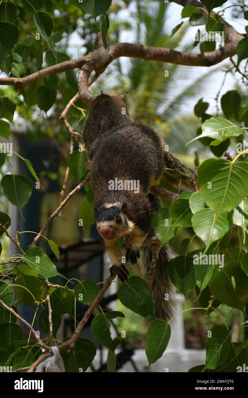 The grizzled giant squirrels on a tree branch with green foliage Stock ...
