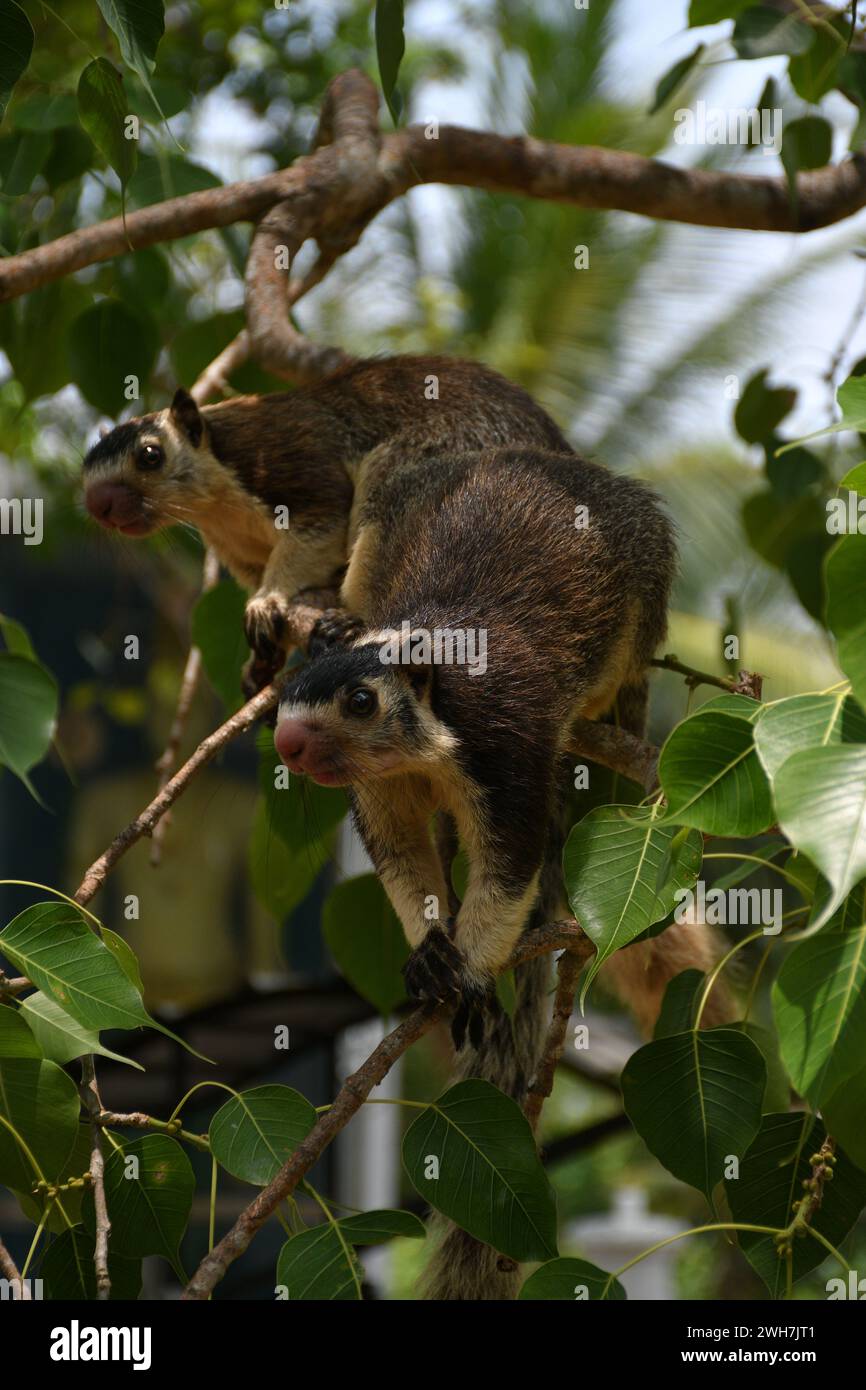 The grizzled giant squirrels on a tree branch with green foliage Stock ...