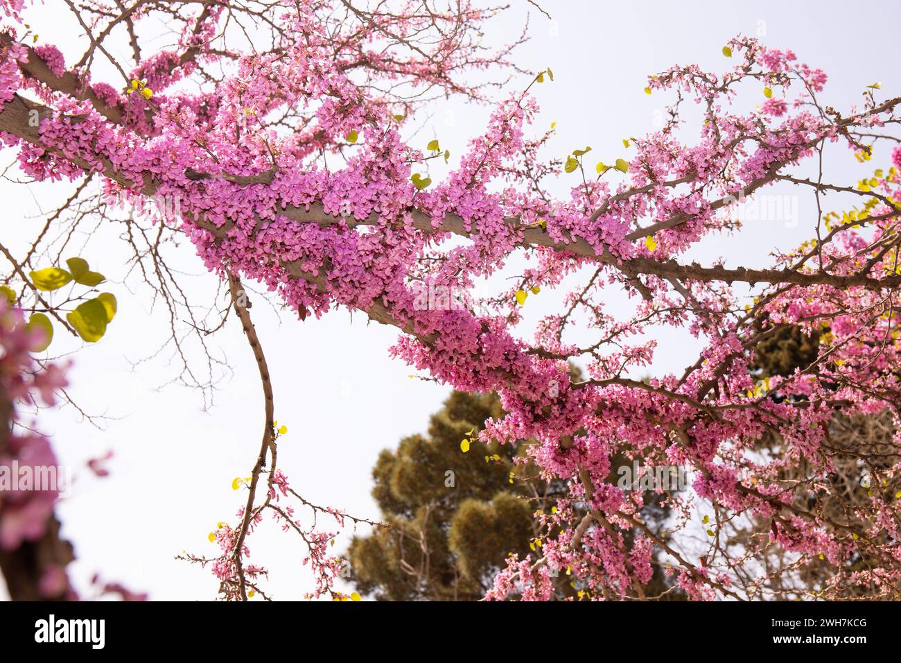 A beautifully flowering tree of Crimson european. Baku. Azerbaijan ...