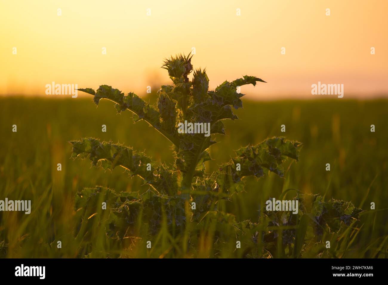 Thistle field in the sunset hi-res stock photography and images - Alamy