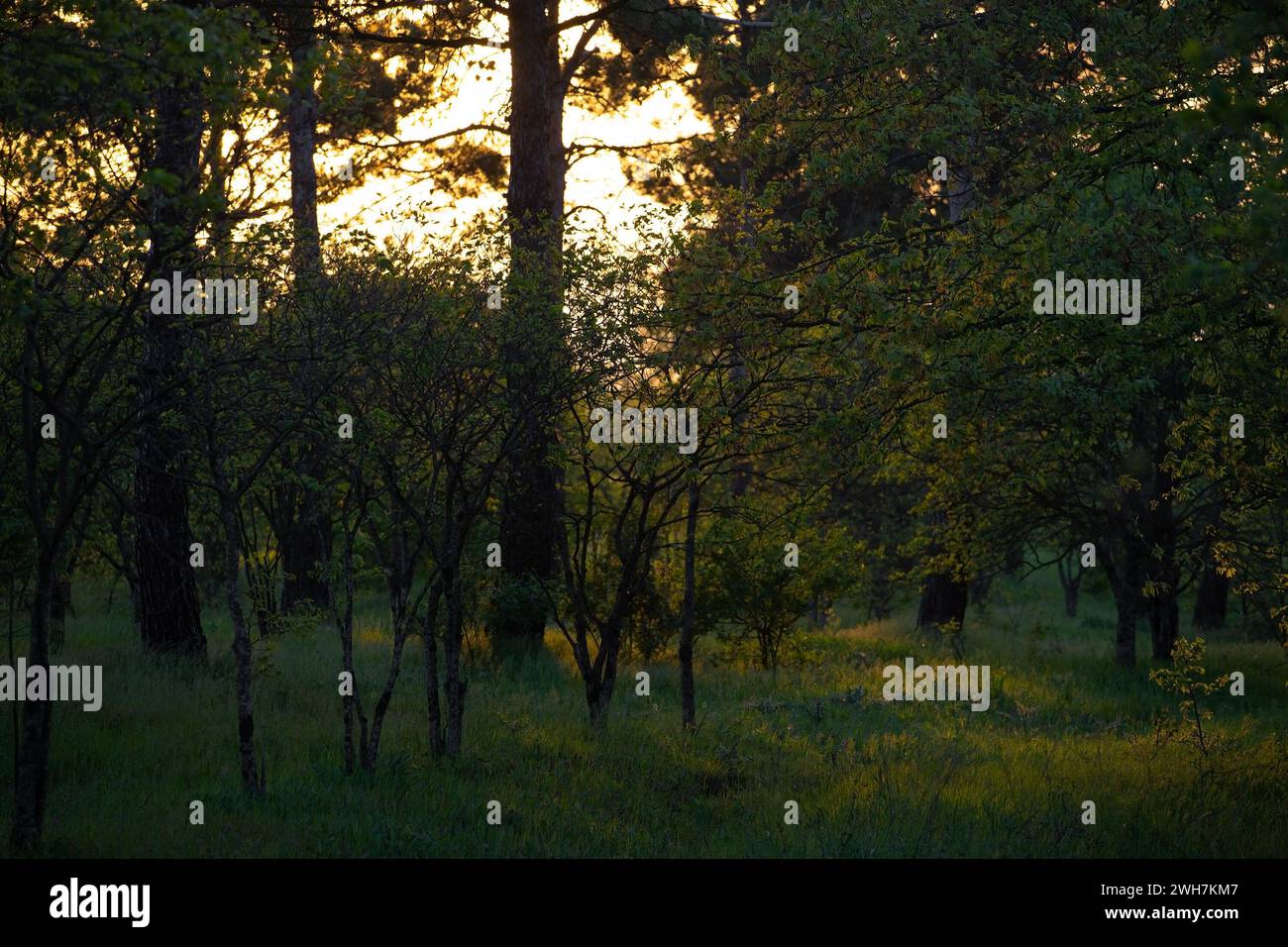 Walking forest landscape sunset hi-res stock photography and images - Alamy