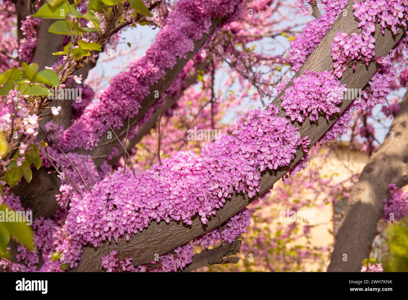 A beautifully flowering tree of Crimson european. Baku. Azerbaijan ...