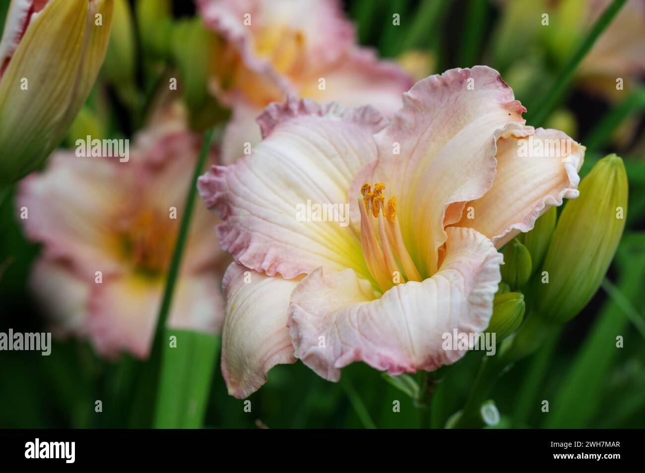 Beautiful soft pink daylily flower of the Gelato variety and Elegant ...