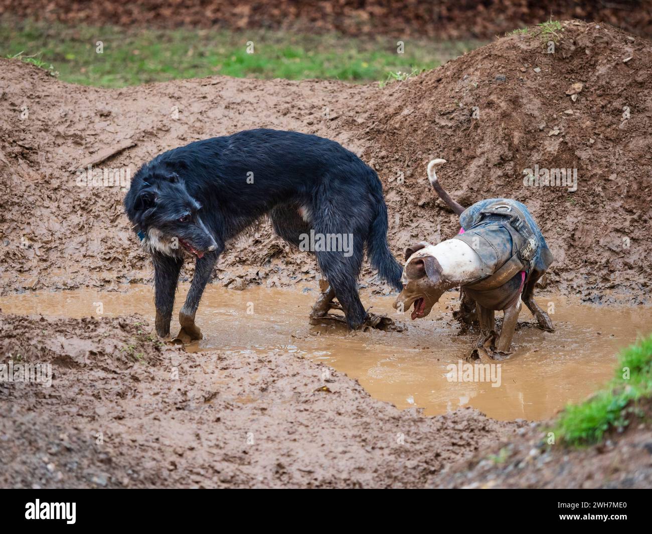 Young Dalmatian x Bull Terrier bitch and deerhound x greyhound dog ...