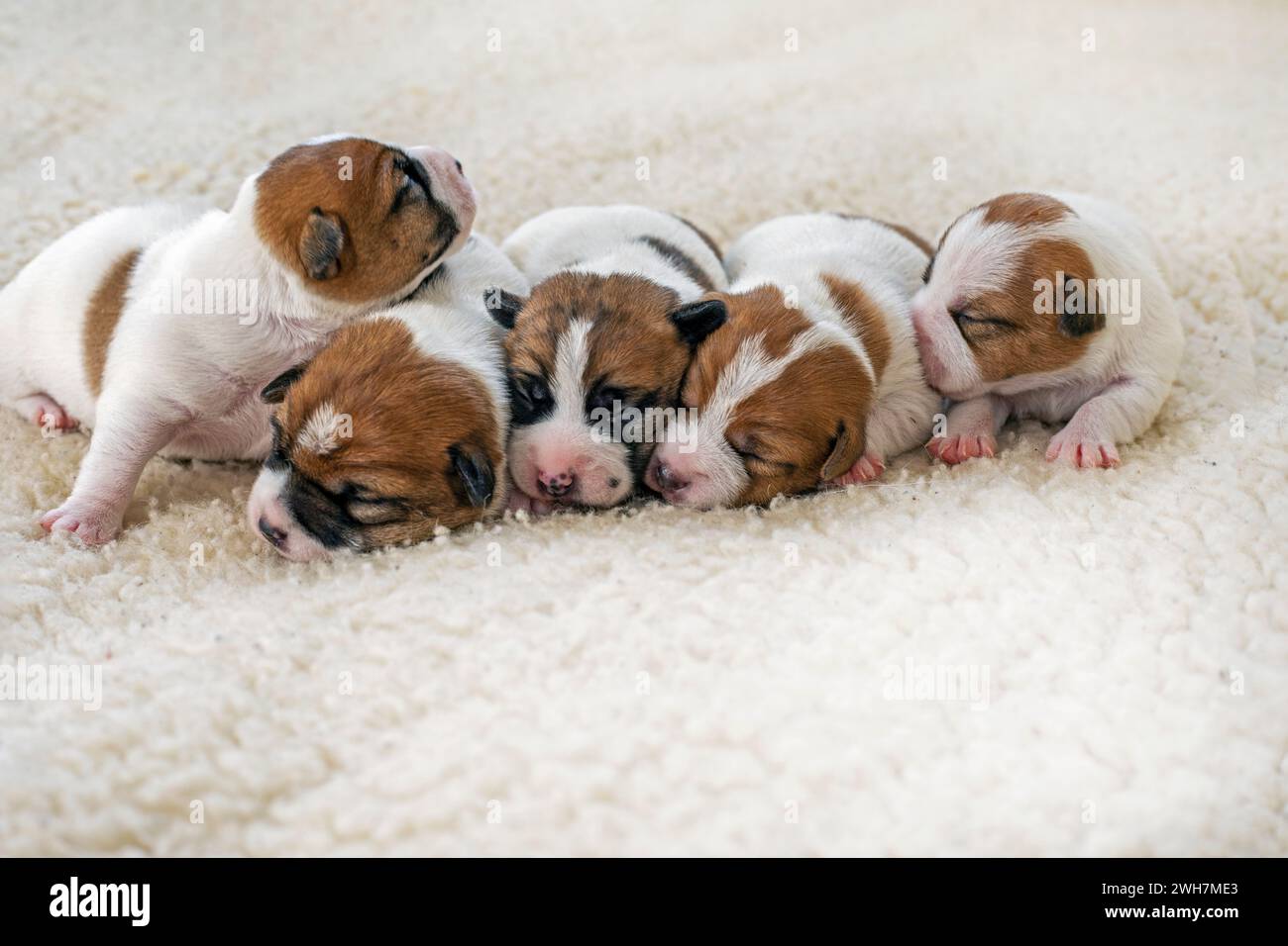 cute newborn Jack Russell terrier puppies on a light rug. Caring for ...