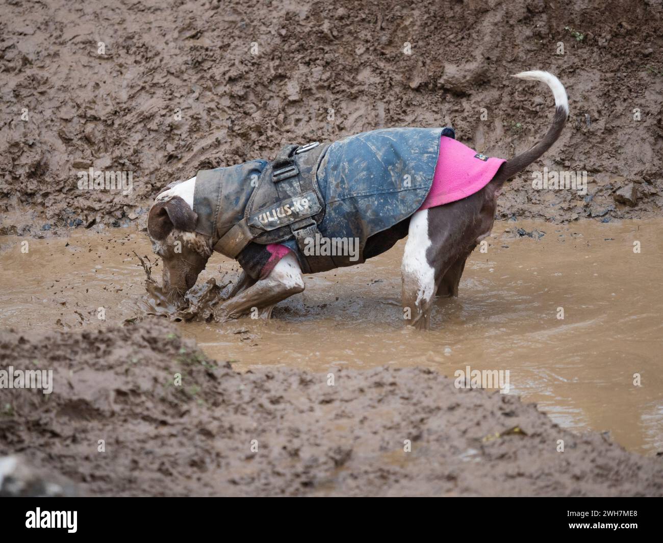 Young Dalmatian Bull Terrier cross bitch playing and splashing in a ...