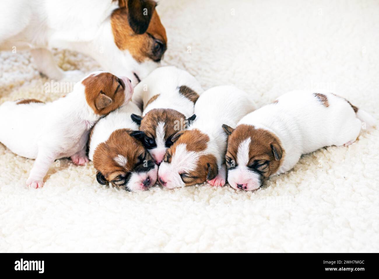 Puppy milestones hi-res stock photography and images - Alamy