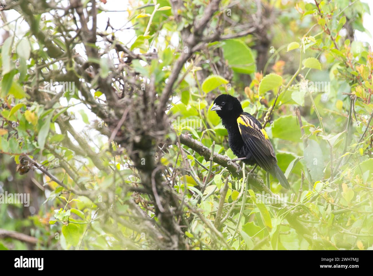Yellow bishop (Euplectes capensis) male in breeding plumage. The ...
