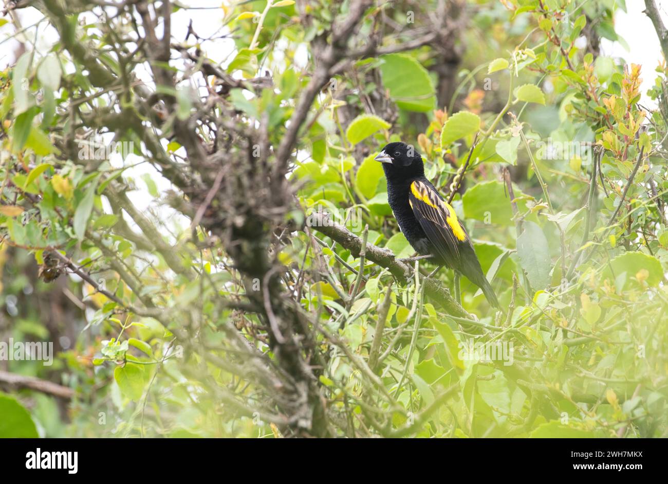 Yellow bishop (Euplectes capensis) male in breeding plumage. The ...