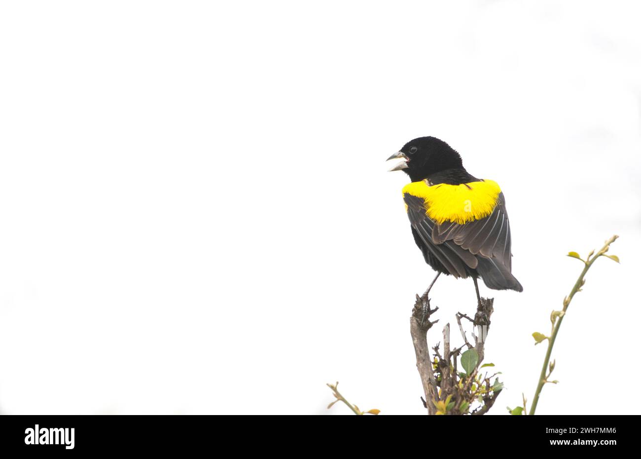 Bishop bird and kenya hi-res stock photography and images - Alamy
