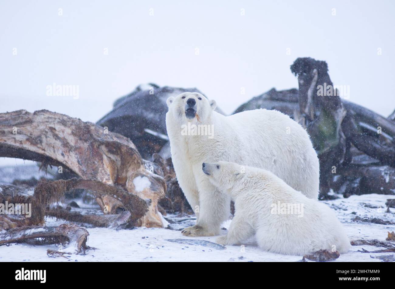 polar bears, Ursus maritimus, sow scavenging with her spring cub ...