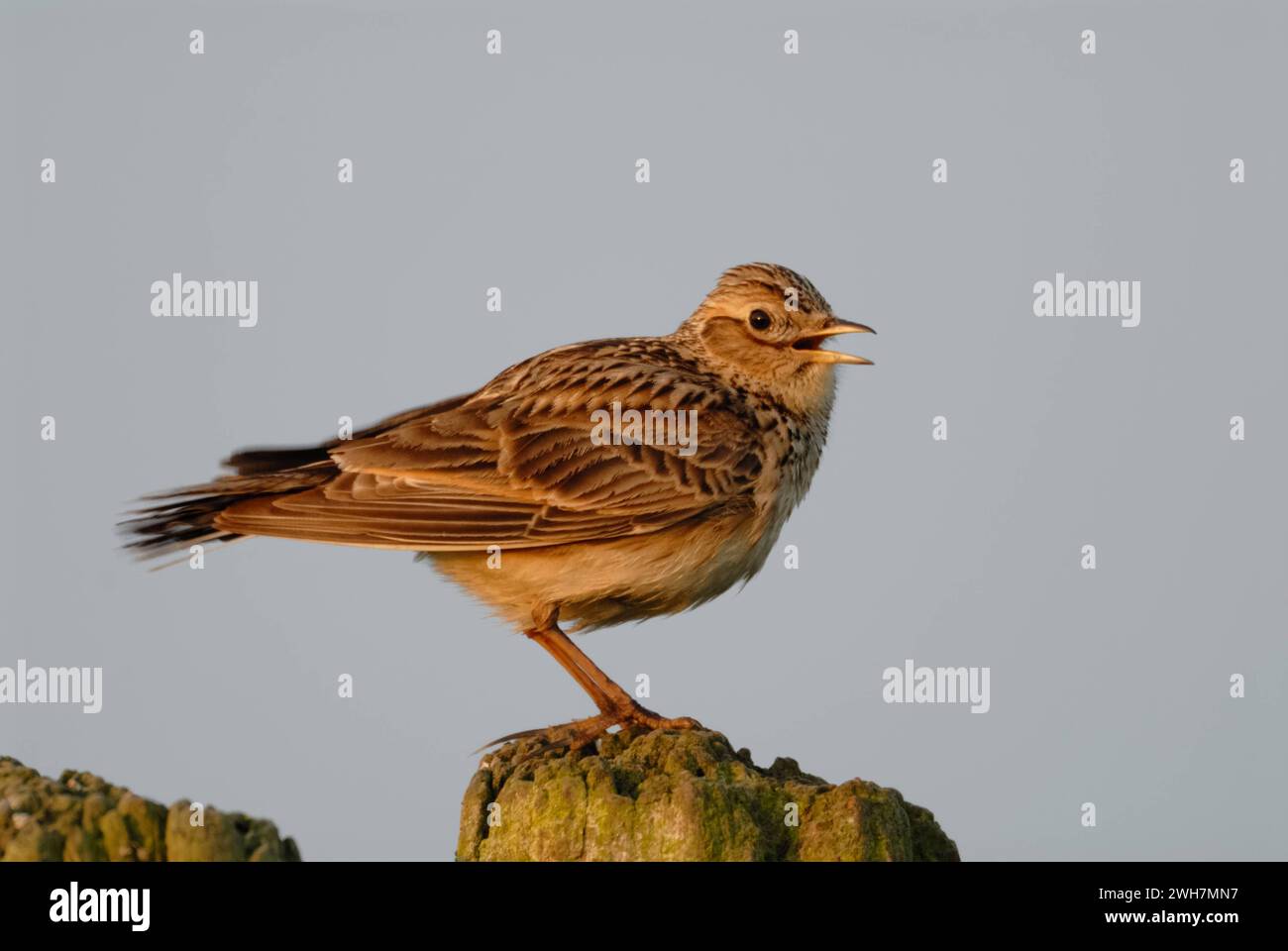Ackervogel hi-res stock photography and images - Alamy