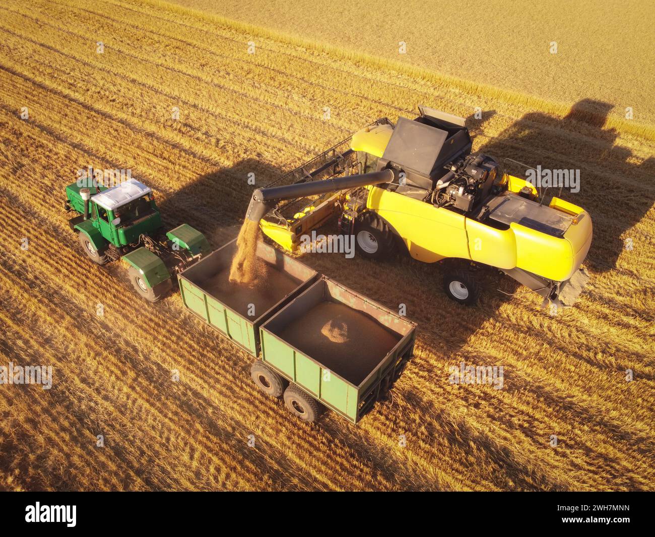The Process Of Loading Wheat From Combine Harvester To The Trailer On ...