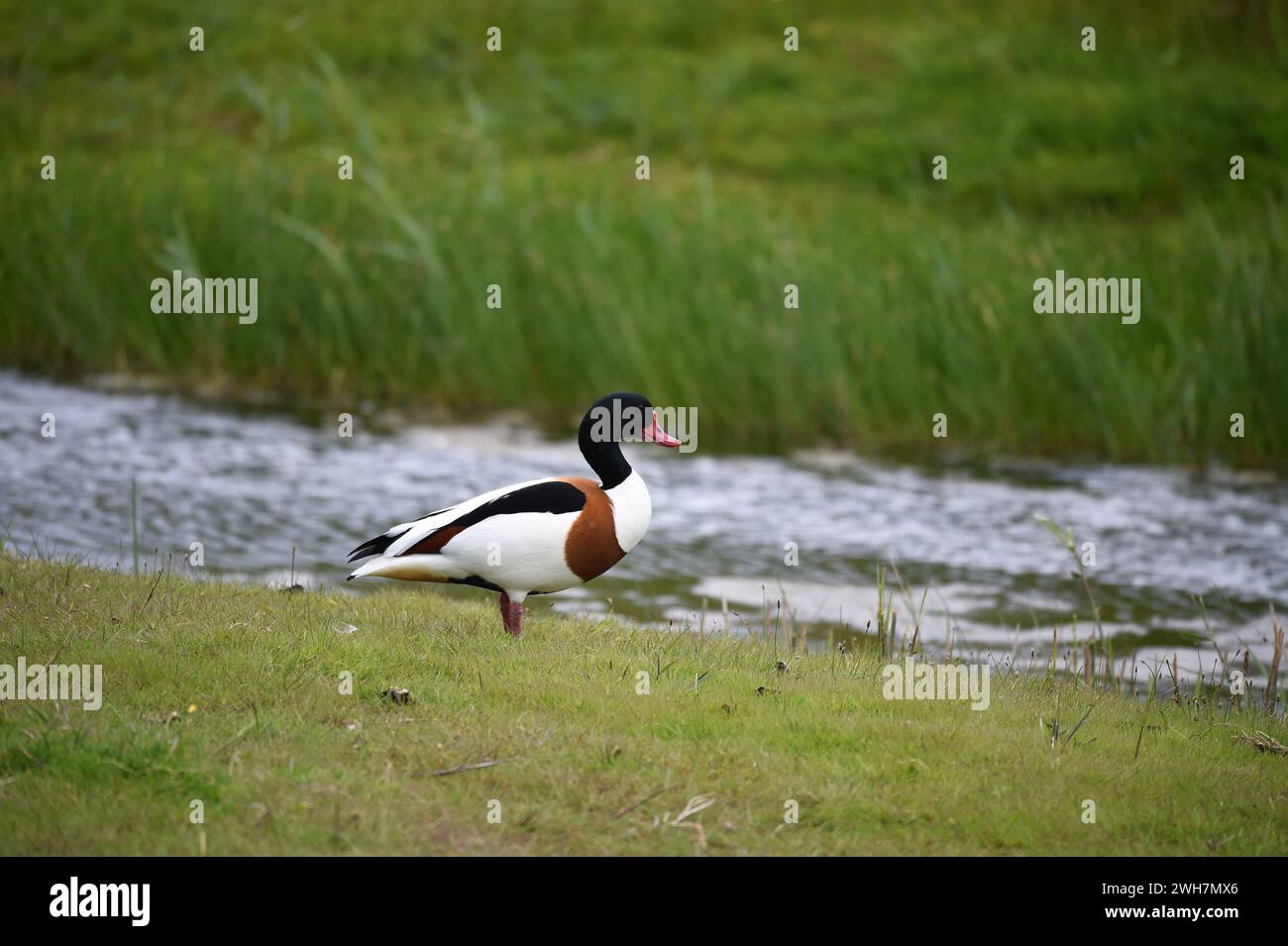 Goose fire hi-res stock photography and images - Alamy