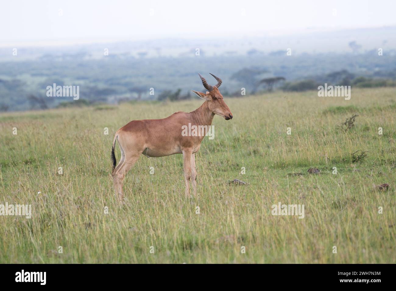 Alert Kongoni or Coke's hartebeest (Alcelaphus buselaphus Stock Photo ...