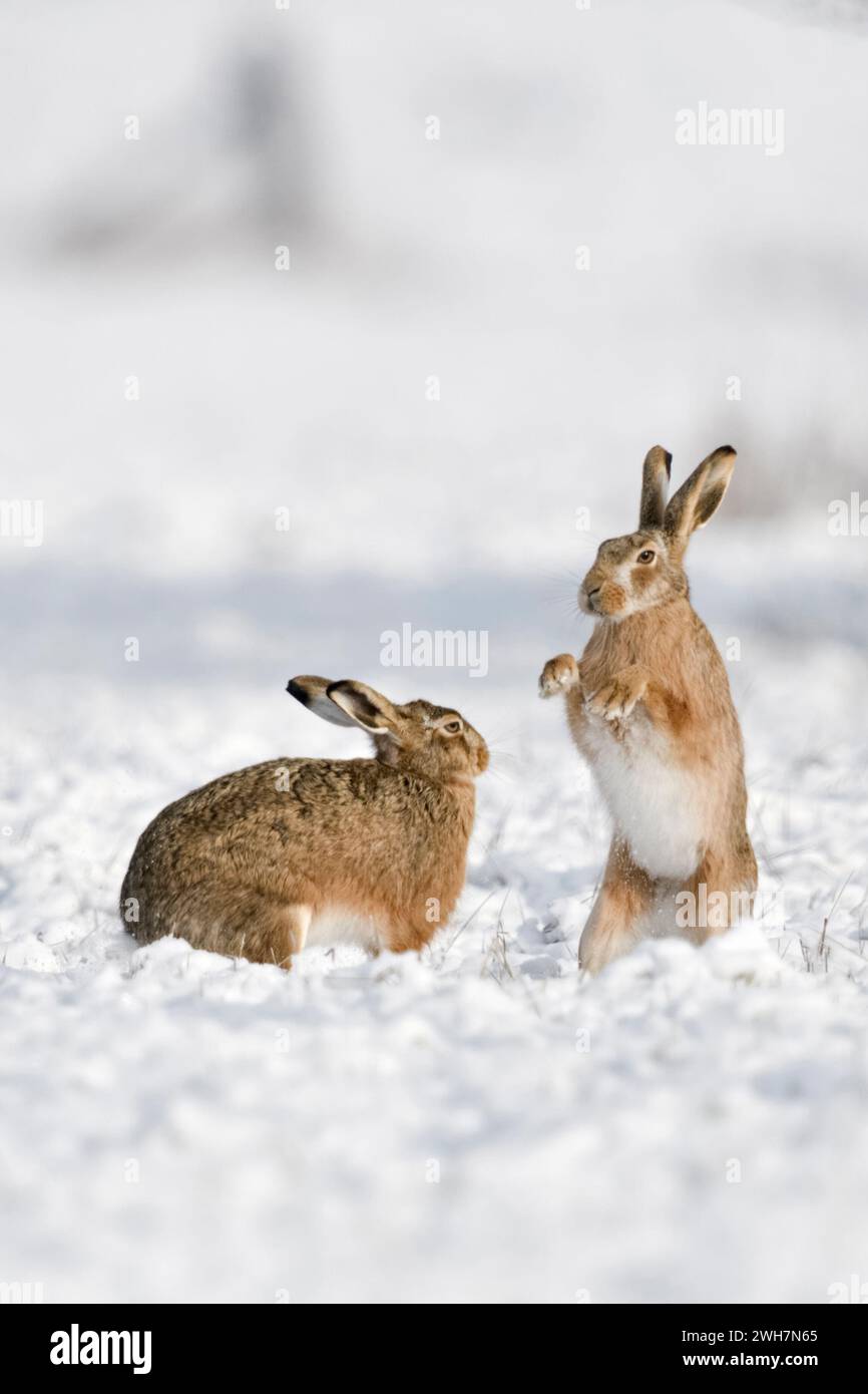 Brown Hare / European Hares ( Lepus europaeus ) in winter, two hares ...