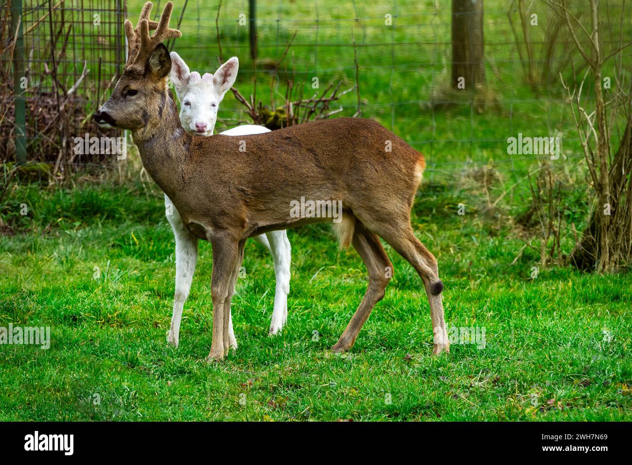 Two deer one albino deer in Lange Erlen,, Riehen, Canton of Basel-Stadt ...