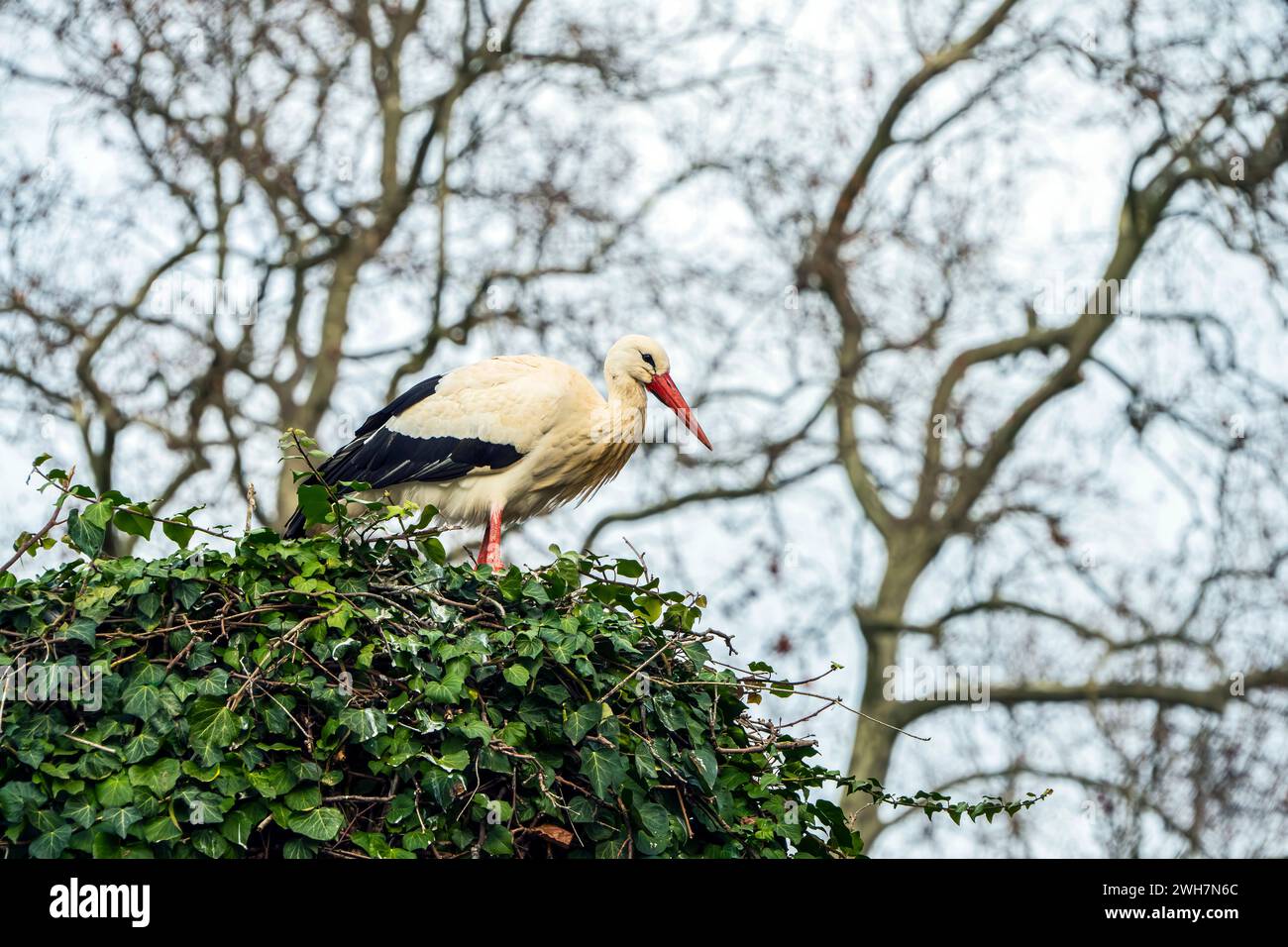 White Stork in early February heralds the arrival of good weather ...