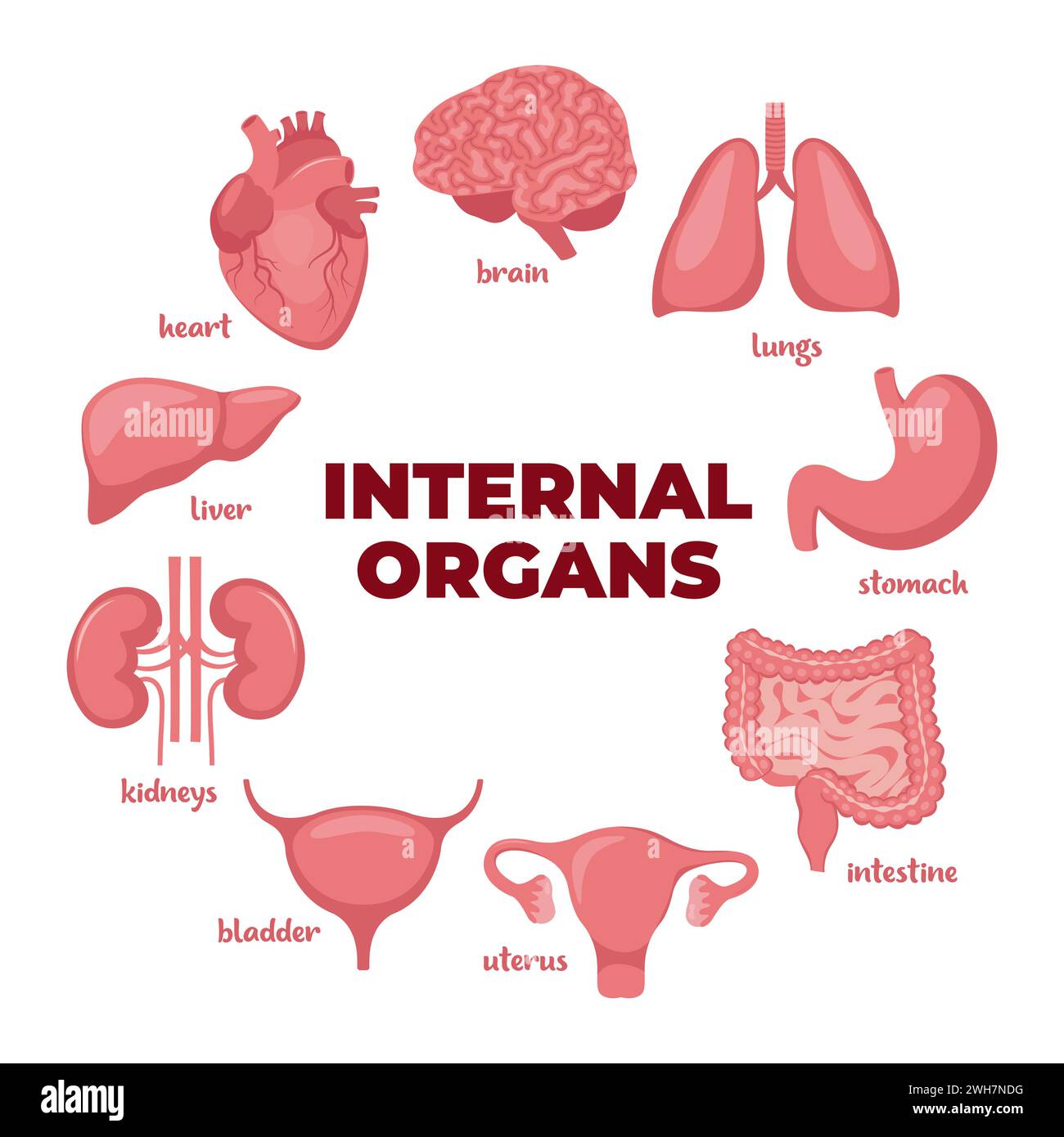 Internal organs set. Heart, brain, lungs, liver, stomach, intestines ...