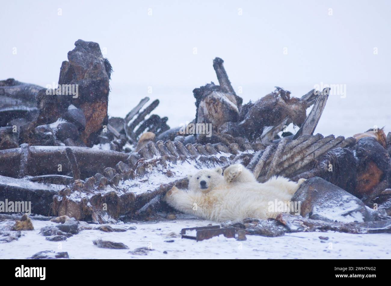 polar bear, Ursus maritimus, spring cub scavenging whale along a ...