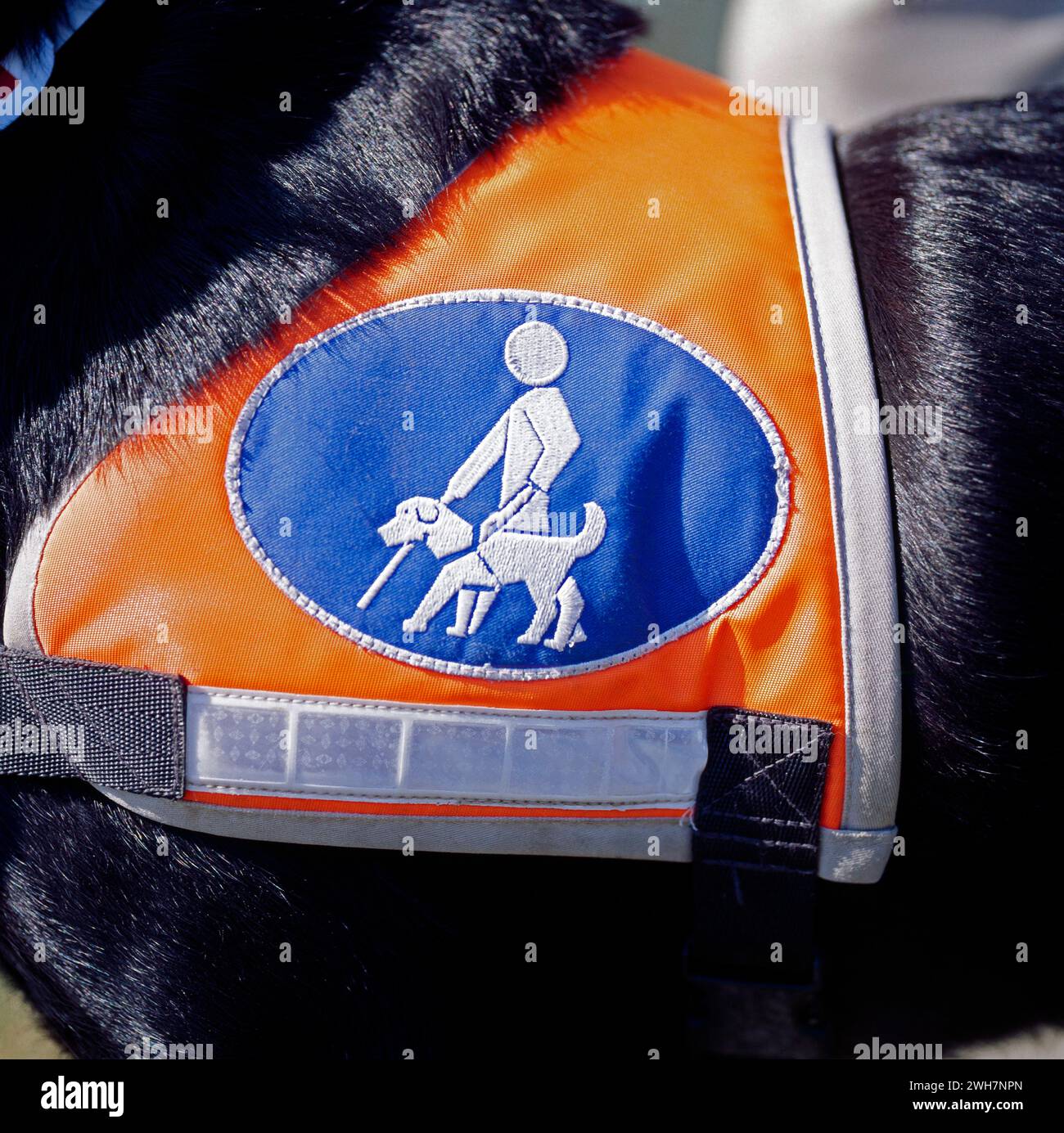 Schulterband eines Blindenfuehrhundes der Rasse Labrador Retriever mit ...