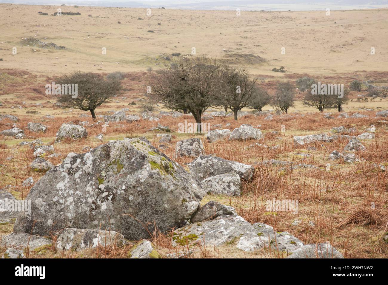 Views of Bodmin Moor in Cornwall, in the United Kingdom Stock Photo - Alamy