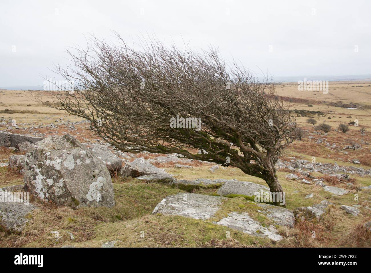 A windswept tree at the Cheesewring on Bodmin Moor, Cornwall in the ...