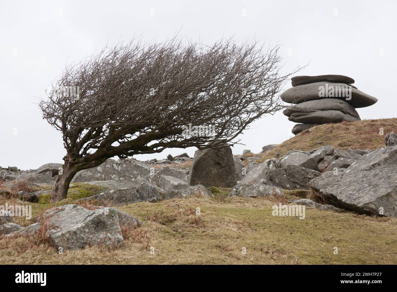 A windswept tree at the Cheesewring on Bodmin Moor, Cornwall in the ...