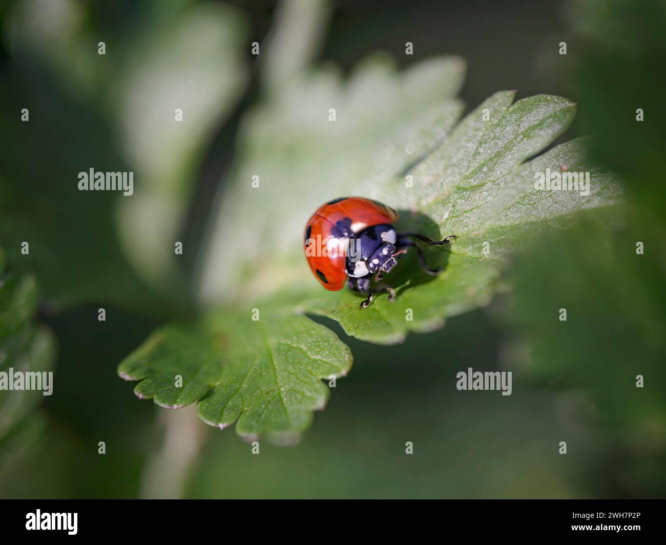 Portuguese insects hi-res stock photography and images - Alamy