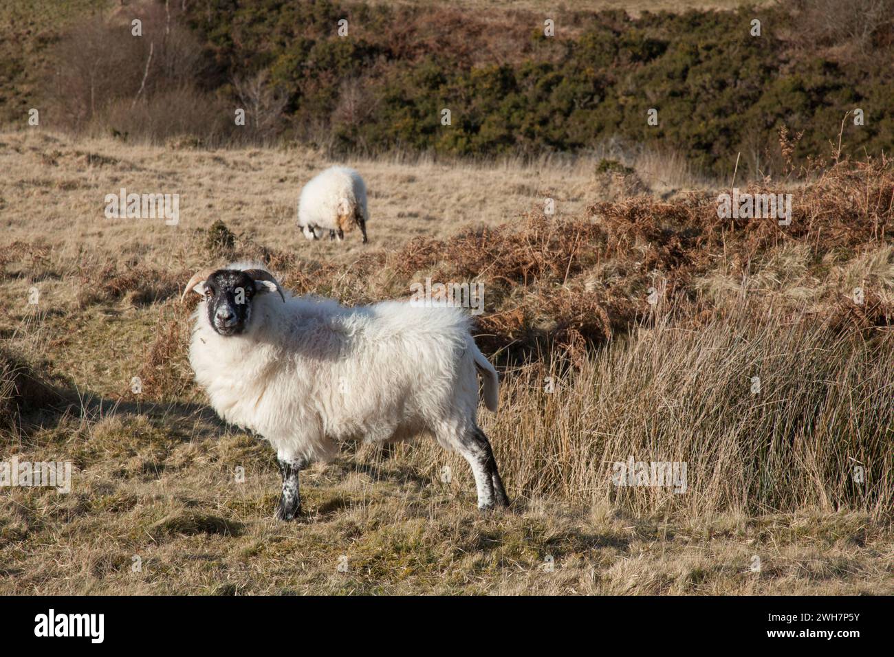 Sheep on Caradon Hill on Bodmin Moor in Cornwall in the United Kingdom ...