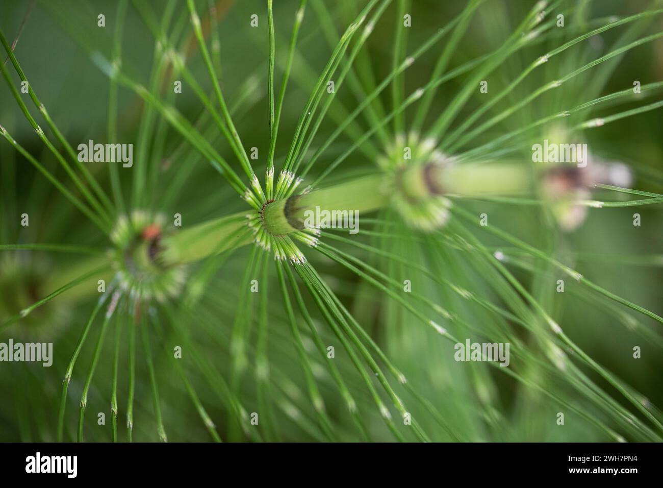 Cylindrical shaped flower hi-res stock photography and images - Alamy