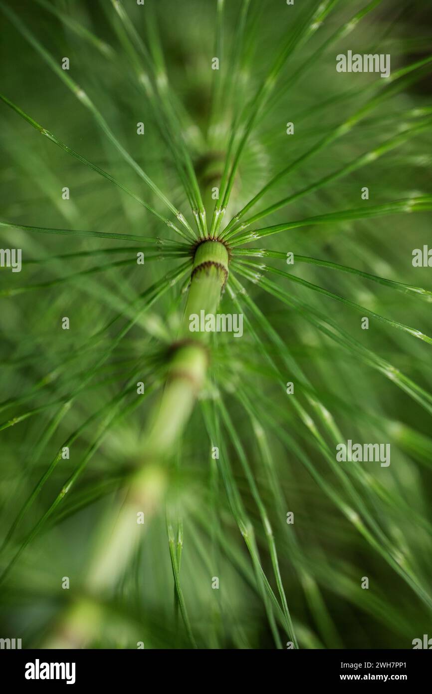 Close up of the stem and leaves of a green cylindrical plant Stock ...