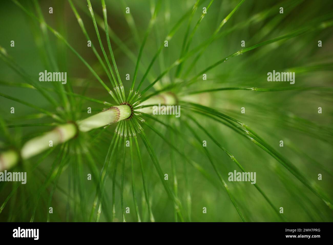 Close up of the stem and leaves of a green cylindrical plant Stock ...