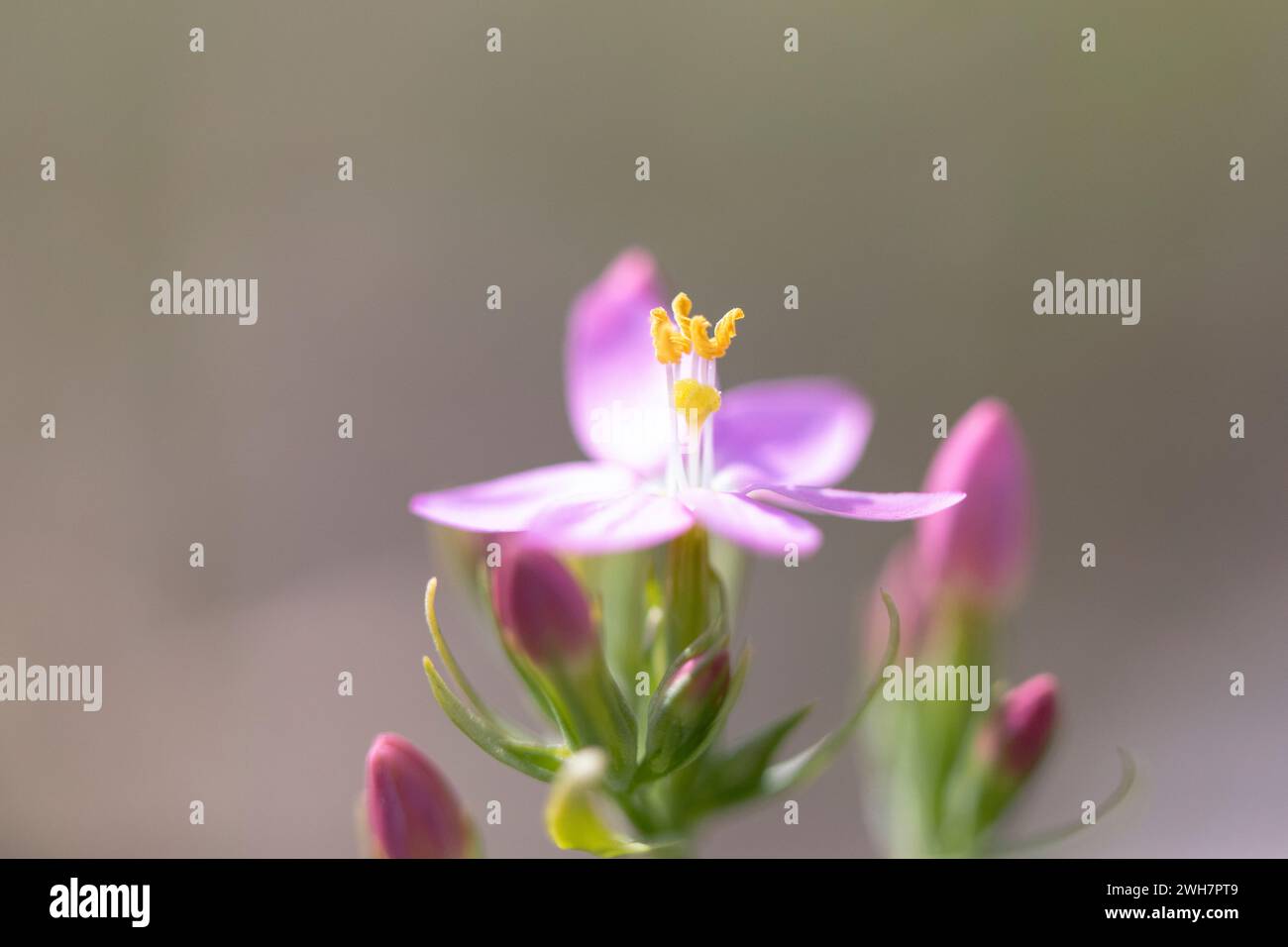 Insects photographed through glass with the use of a flash to show ...