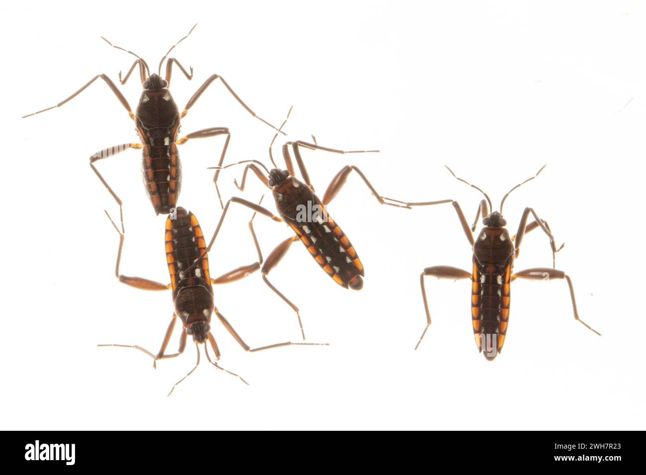 Insects photographed through glass with the use of a flash to show ...