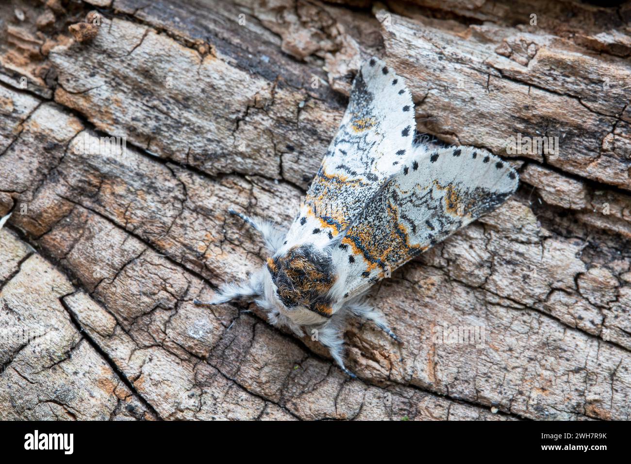 Beautiful bark moth hi-res stock photography and images - Alamy