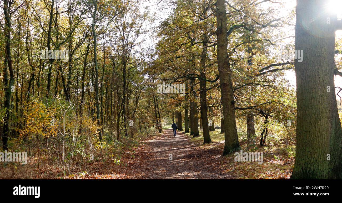 Forest in De Bilt, Netherlands. Woods, autumn scenery Stock Photo - Alamy