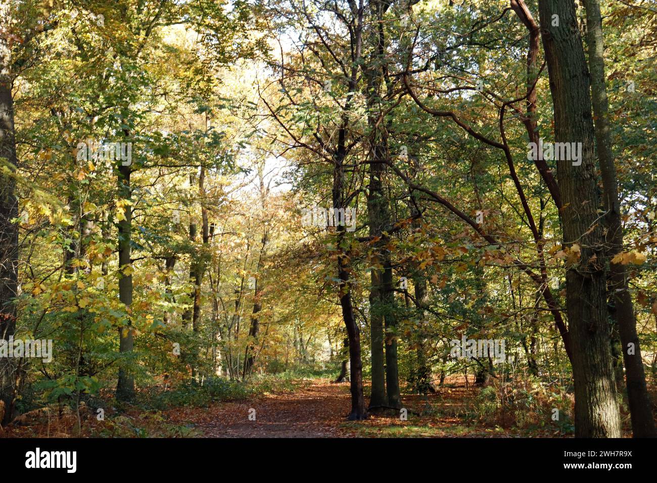 Autumn forest in netherlands hi-res stock photography and images - Alamy