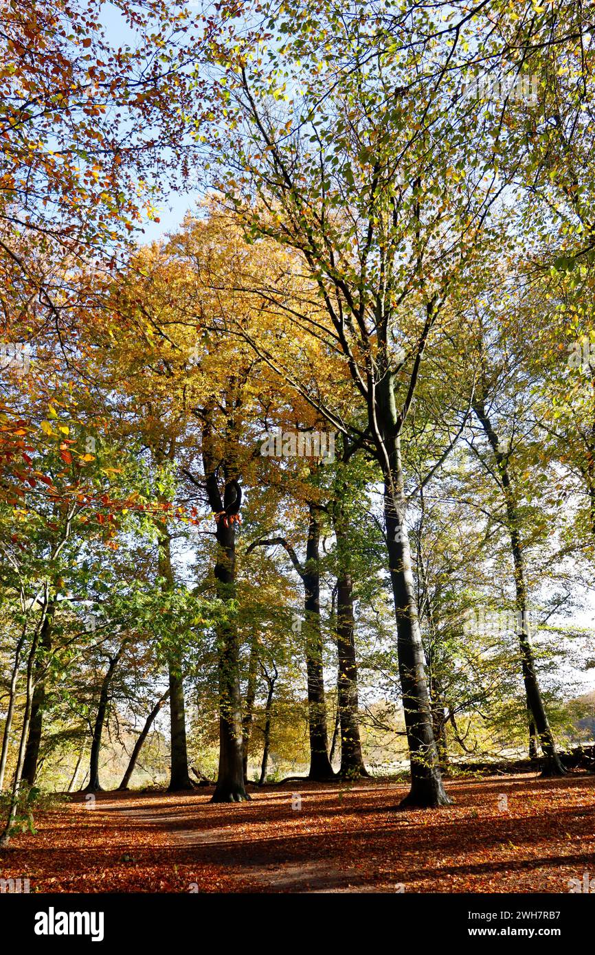 Forest in De Bilt, Netherlands. Woods, autumn scenery Stock Photo - Alamy