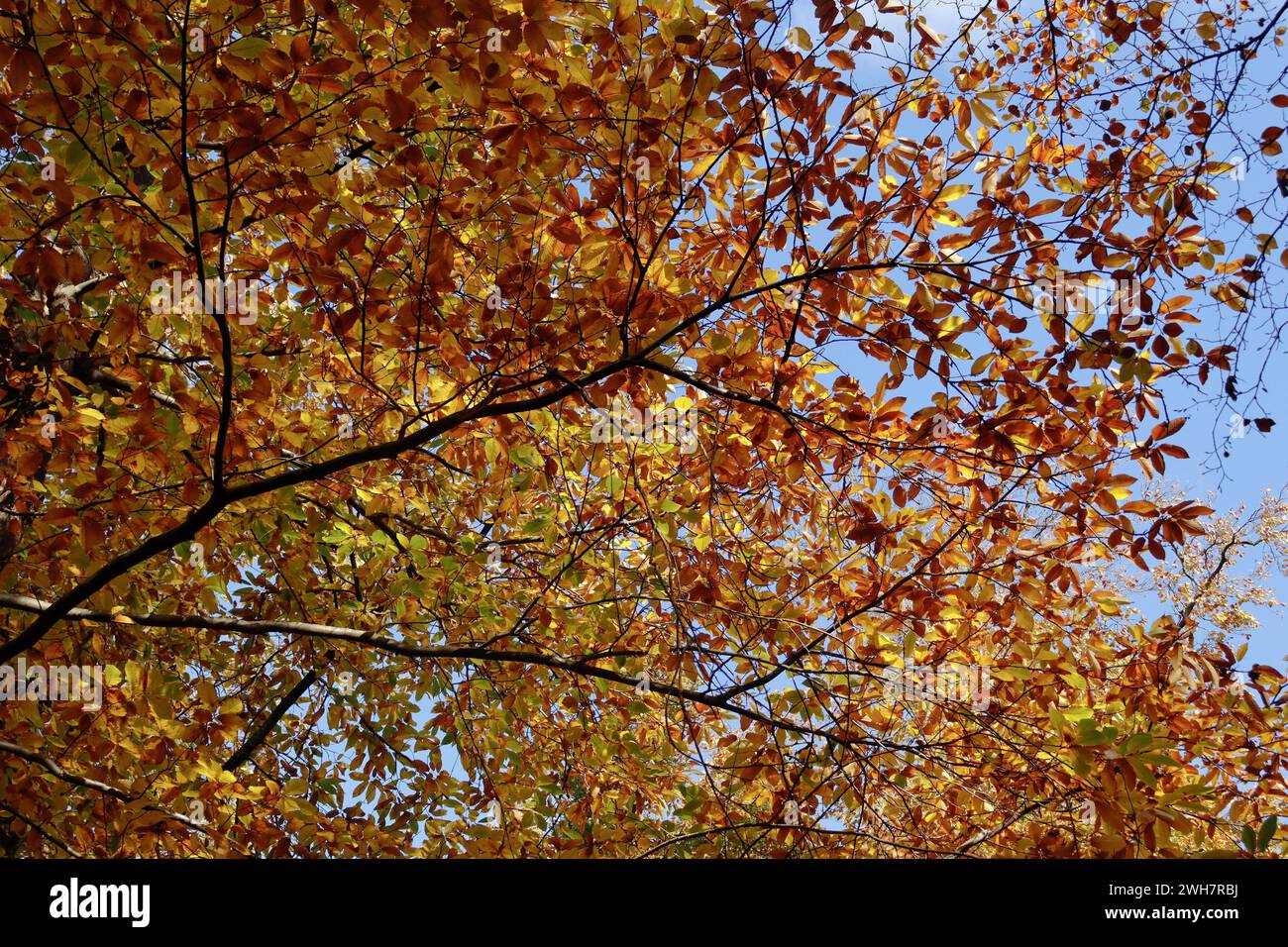Forest in De Bilt, Netherlands. Woods, autumn scenery Stock Photo - Alamy