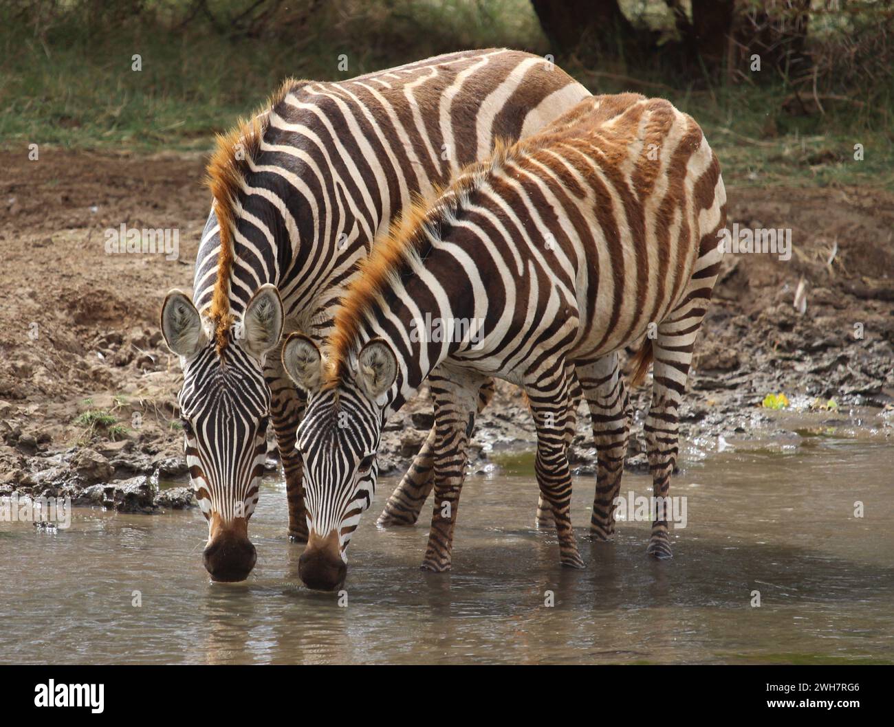 Zebras at Lake Manyara Stock Photo - Alamy