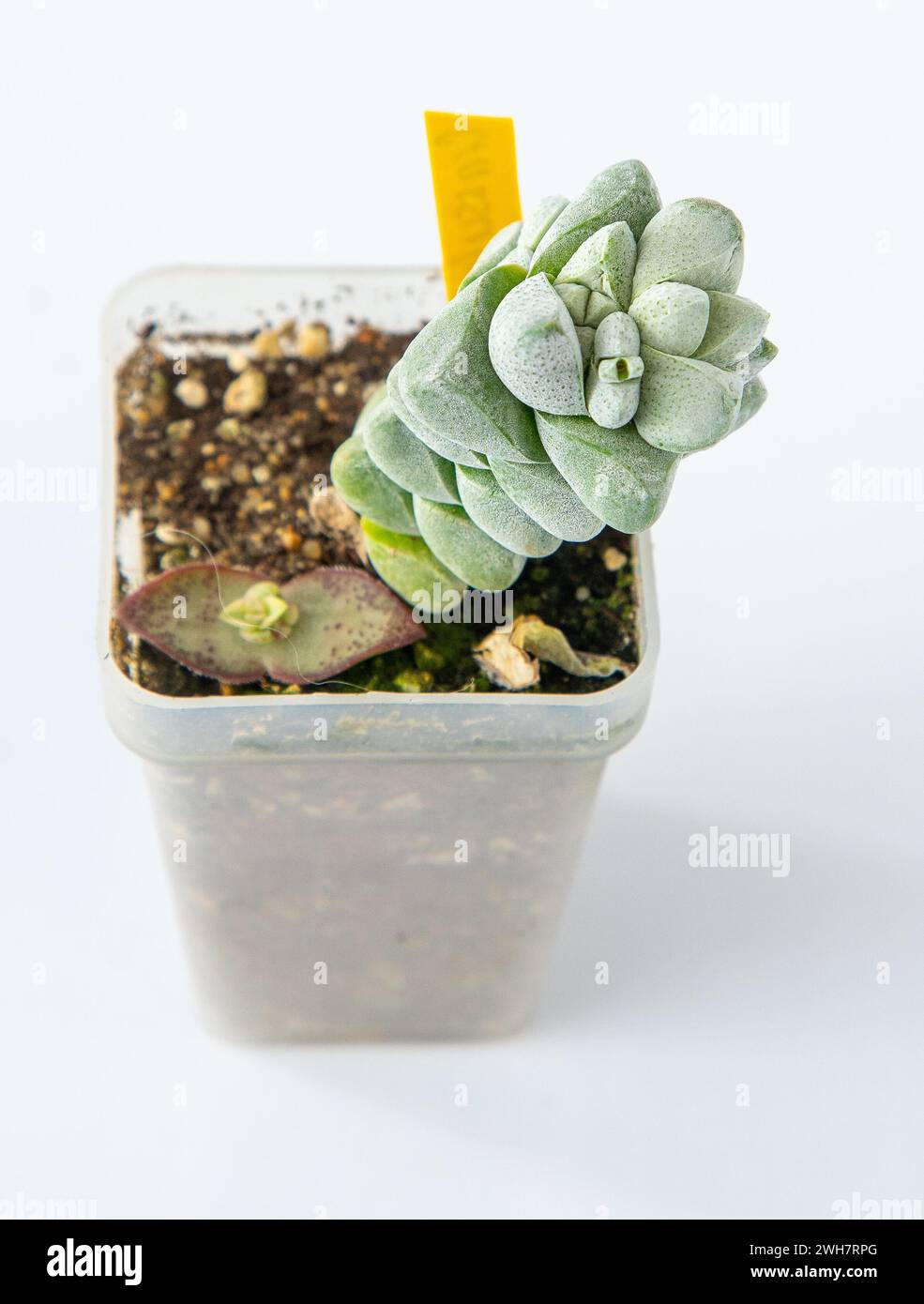 Crassula Moonglow plant succulent. Green little flower isolated on ...
