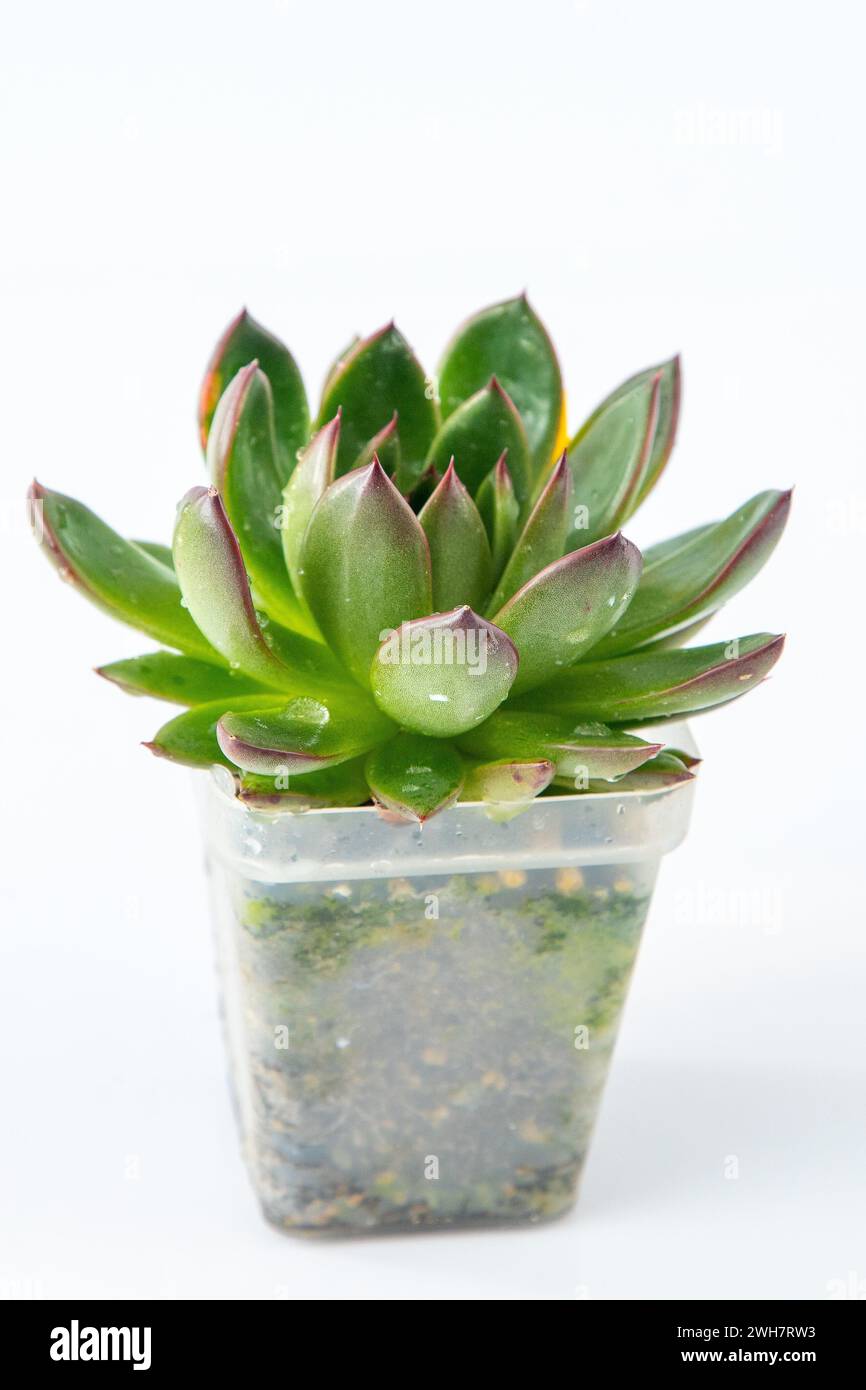 Echeveria plant succulent. Green little flower isolated on white ...