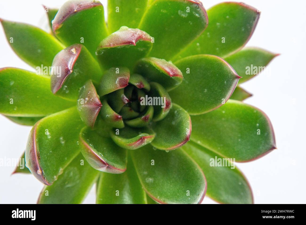 Echeveria plant succulent. Green little flower isolated on white ...