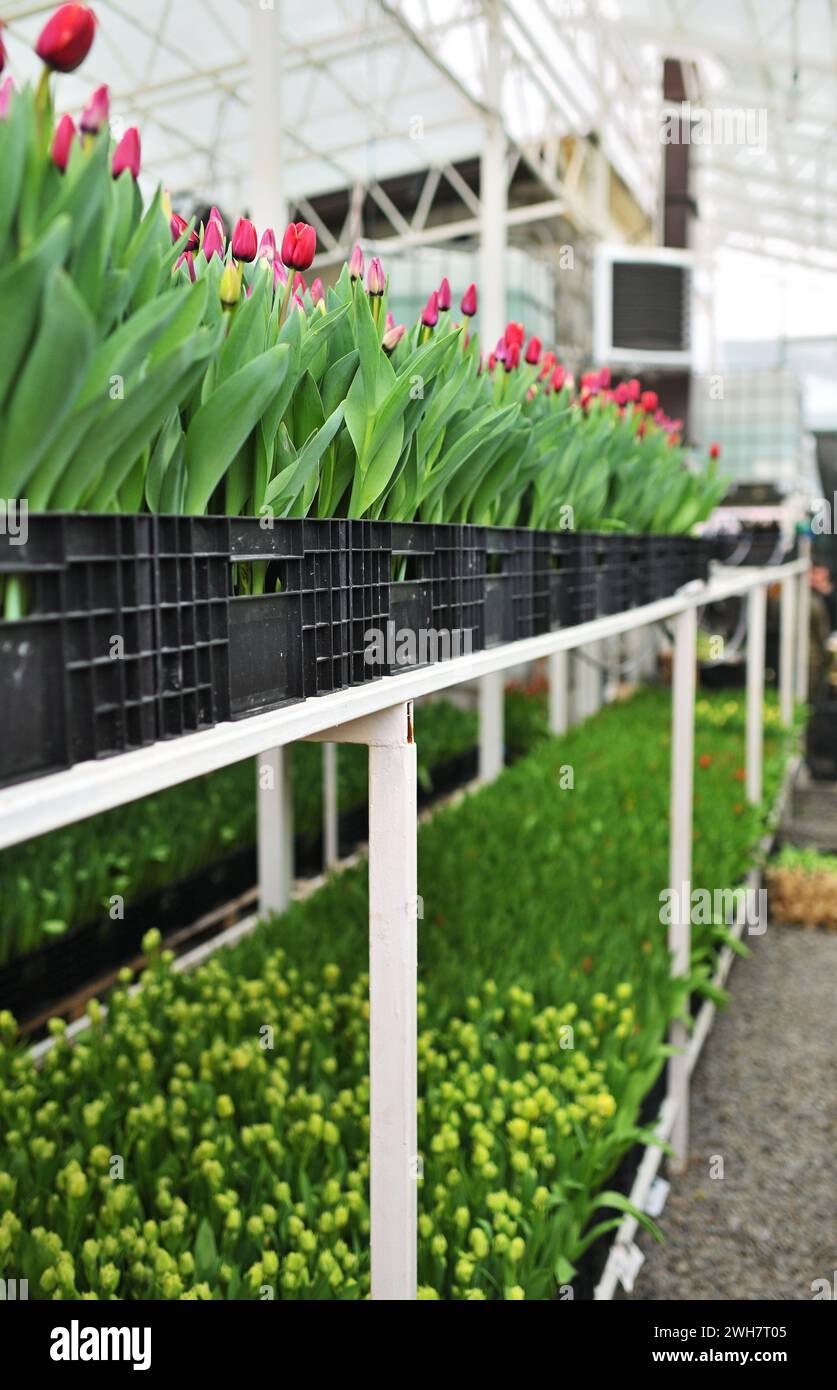 red unopened tulips in a greenhouse against the background of agro ...