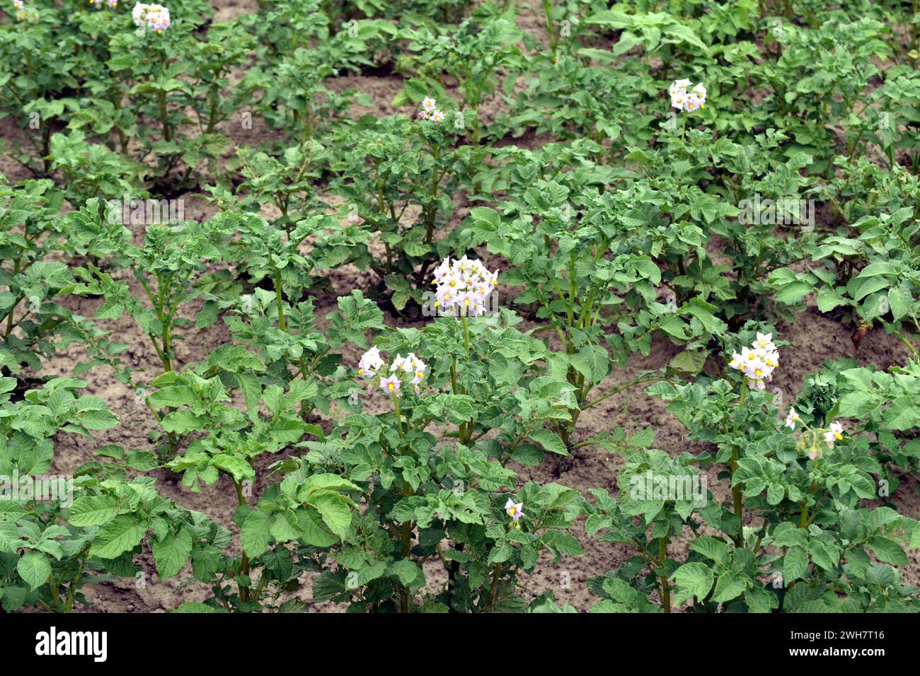 Top view of a potato plantation. Flowers appeared on the potato bushes and tops Stock Photo - Alamy